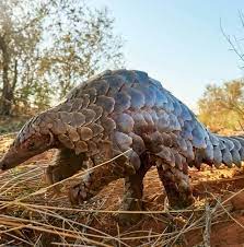 Sandawana Animal | Sandawana Muthi