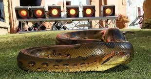 Sandawana Snake | Money Sandawana Animal