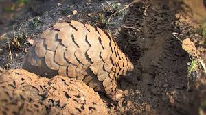 Sandawana Animal Photos | Sandawana Animal Prices