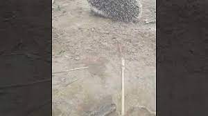 Sandawana Animal Videos | Sandawana Blasting