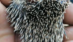 Sandawana Animal Powers in South Africa | Amafutha Esandawana