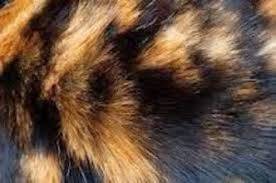 sandawana animal image Archives - Page 2 of 17 - Dr Byona